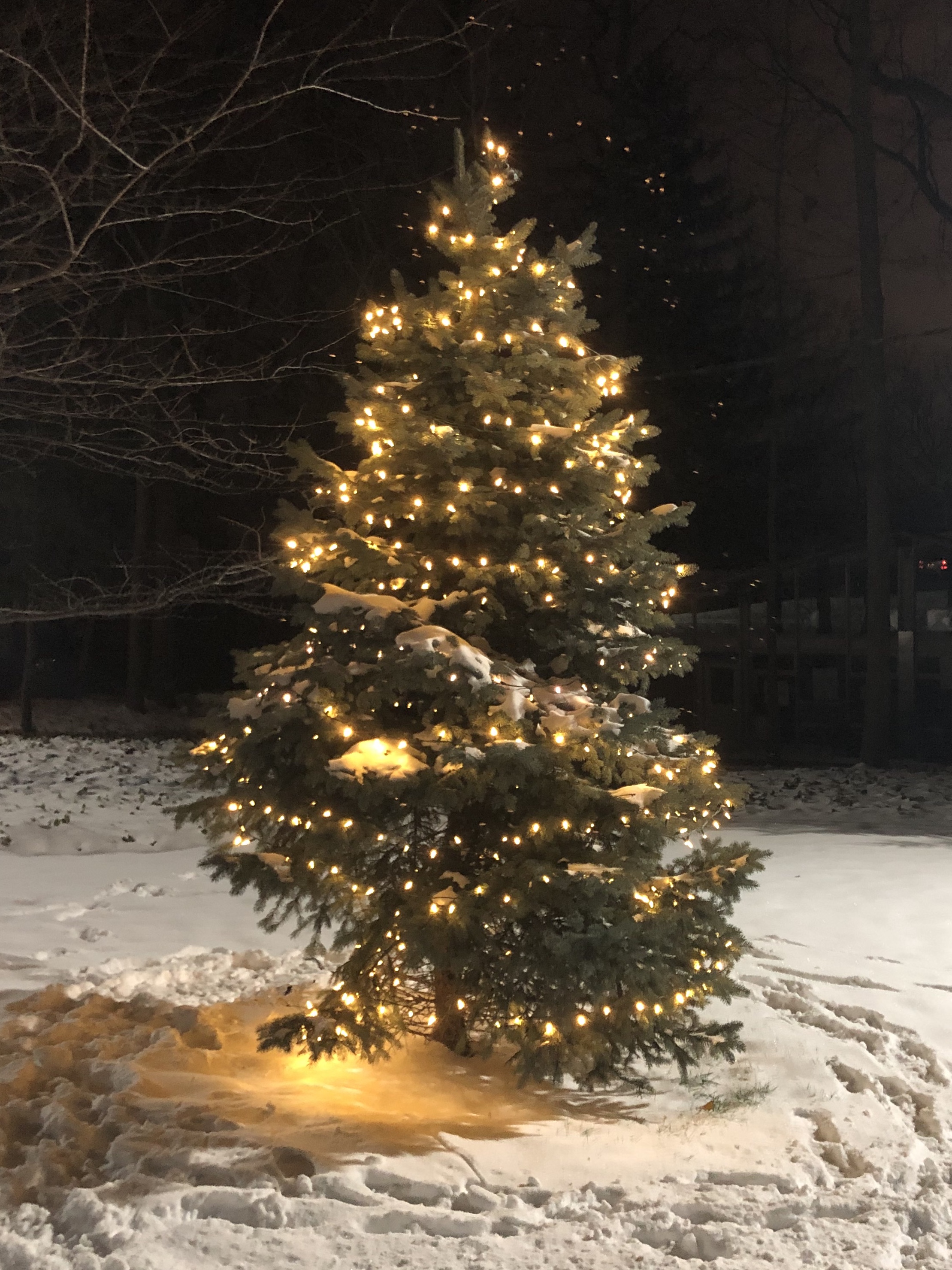 A Humble Tree and Resounding Joy – A Secret Spring